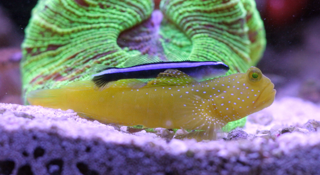 Yellow Goby And Pistol Shrimp
